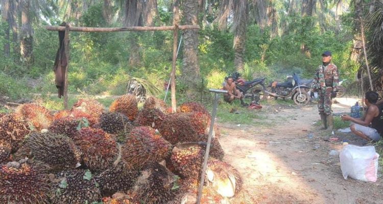 Tindak Tegas Penjarahan dan Pendudukan Kebun Sawit! - Harian Rakyat